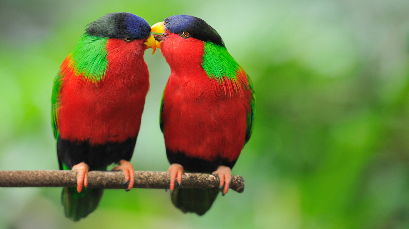 The Birds and The Bees : TED Radio Hour : NPR
