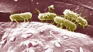 Goats and Soda : NPR