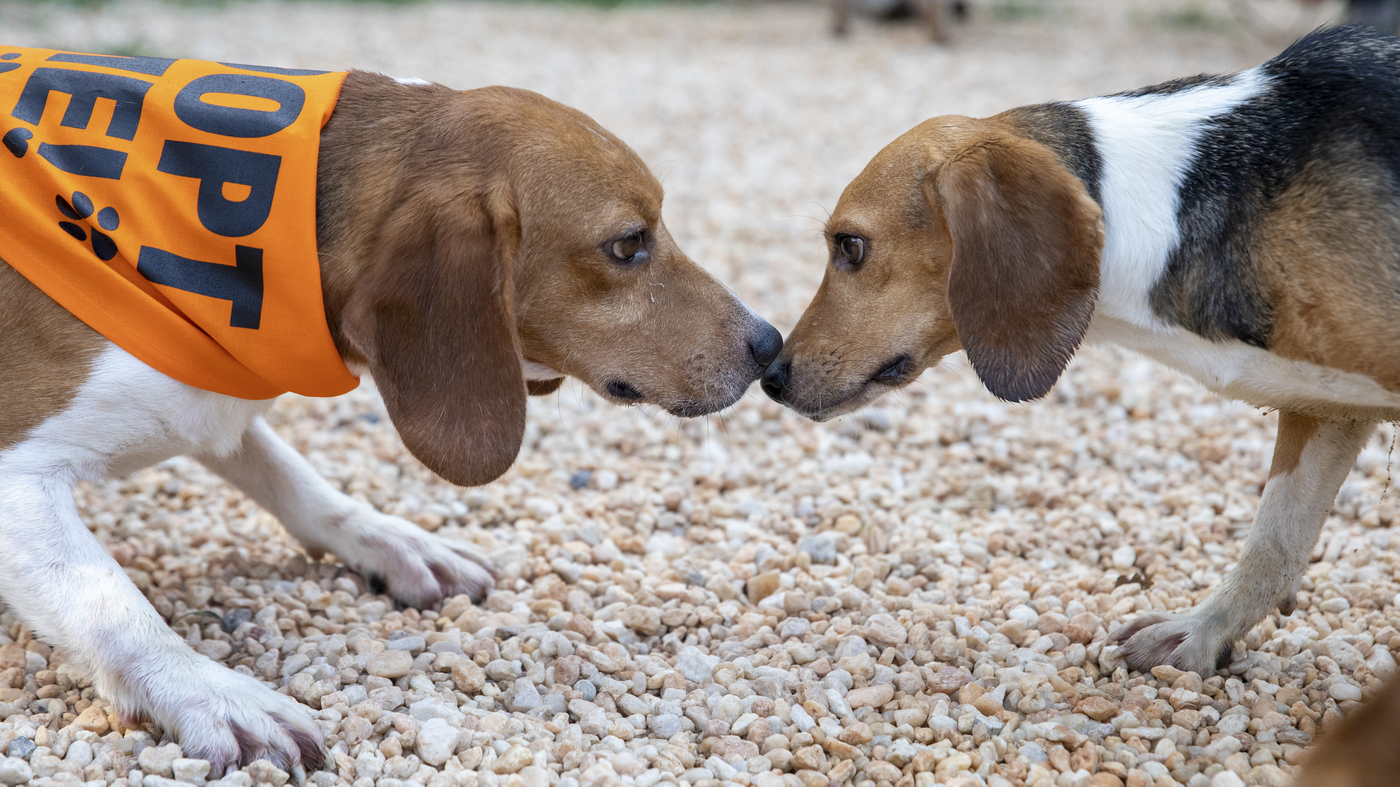 Research beagles reach rescue groups as push to rehome 4,000 dogs ...
