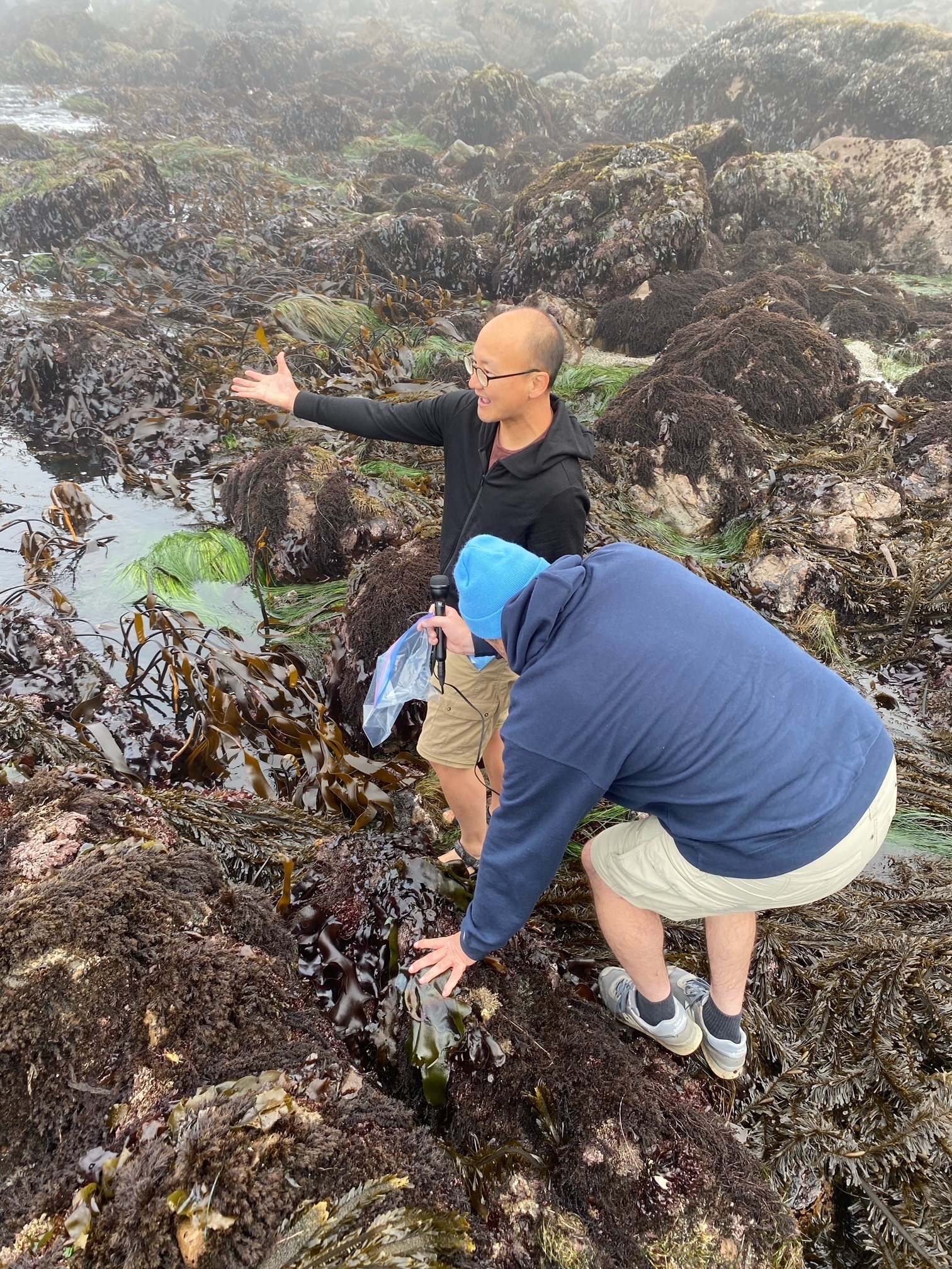 I went seaweed foraging for the first time and hit the mother lode ...