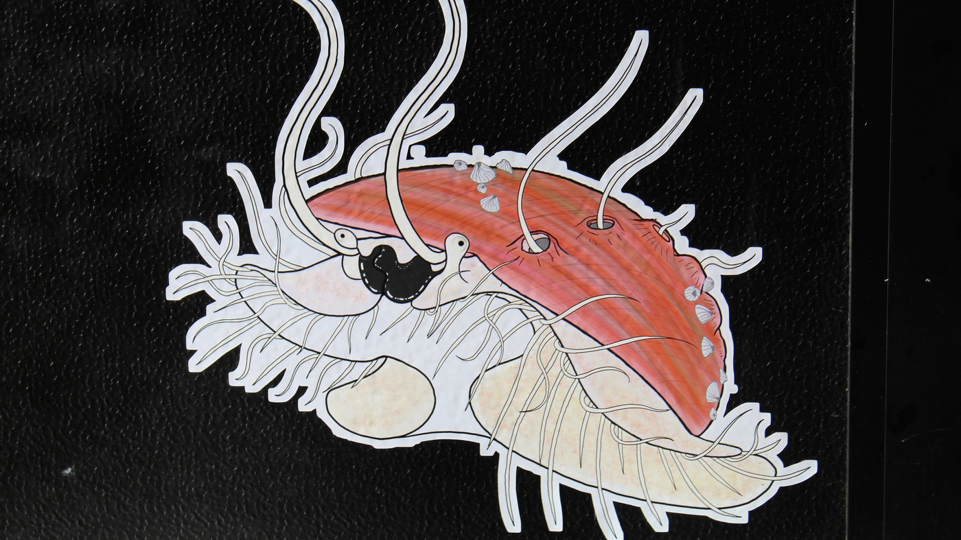 Inside the effort to save the abalone — a delicious but endangered sea ...