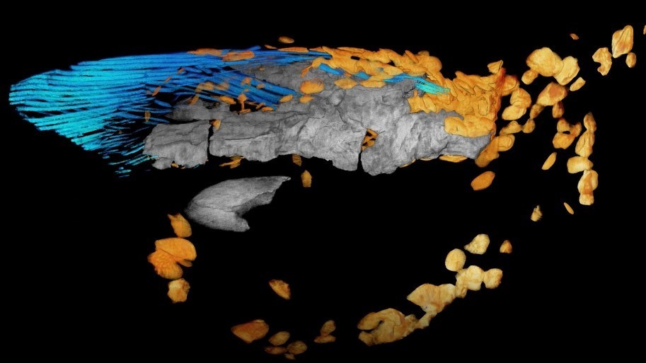 This fish evolved to walk on land — then said 'nope' and went back to ...