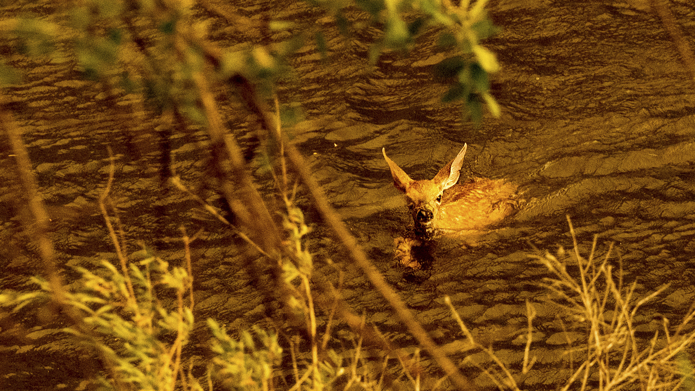 California's McKinney fire and Montana's Elmo fire explode in size : NPR