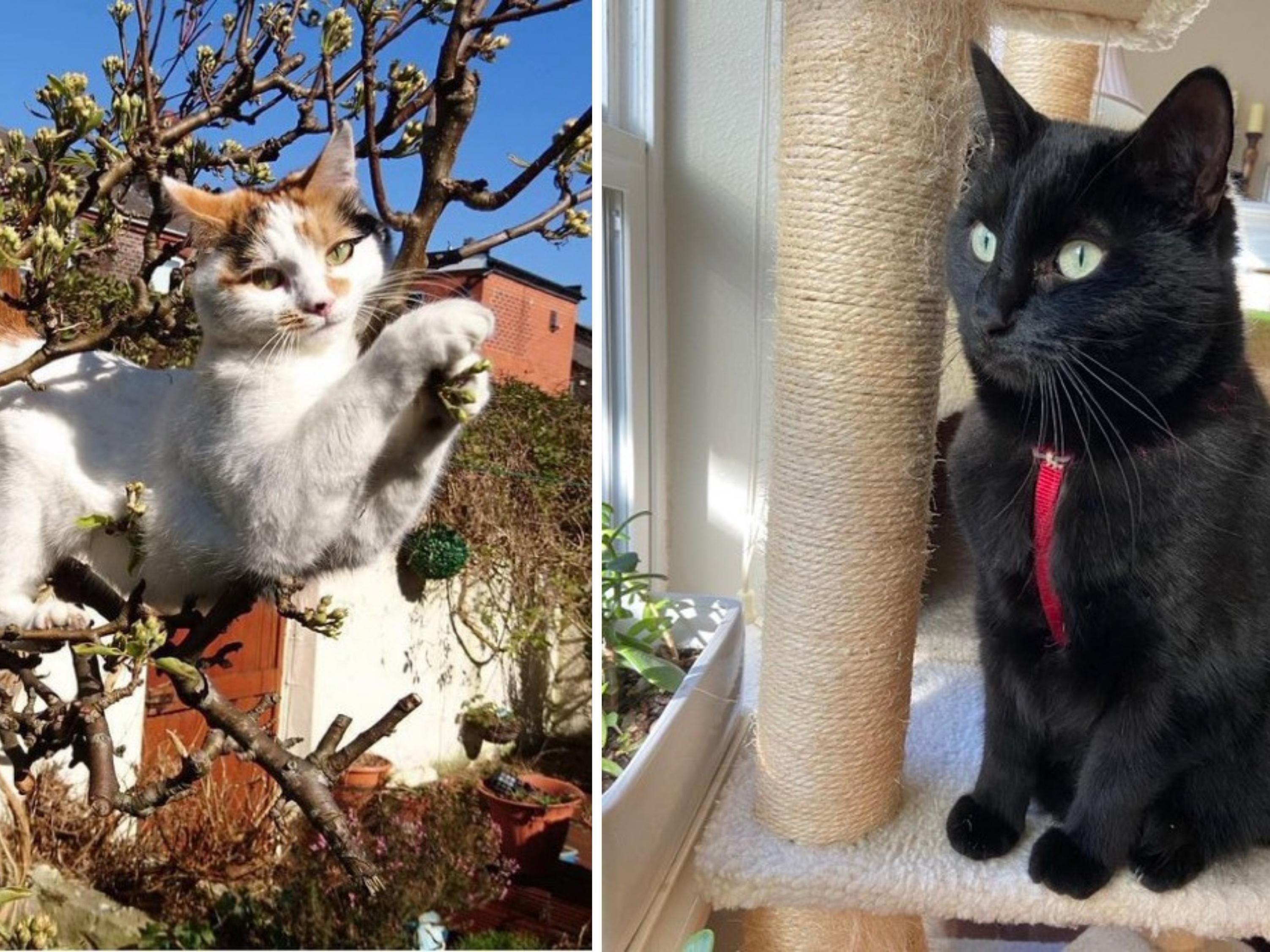 He lived in Oregon and she lived in England. A drawing of a cat brought ...