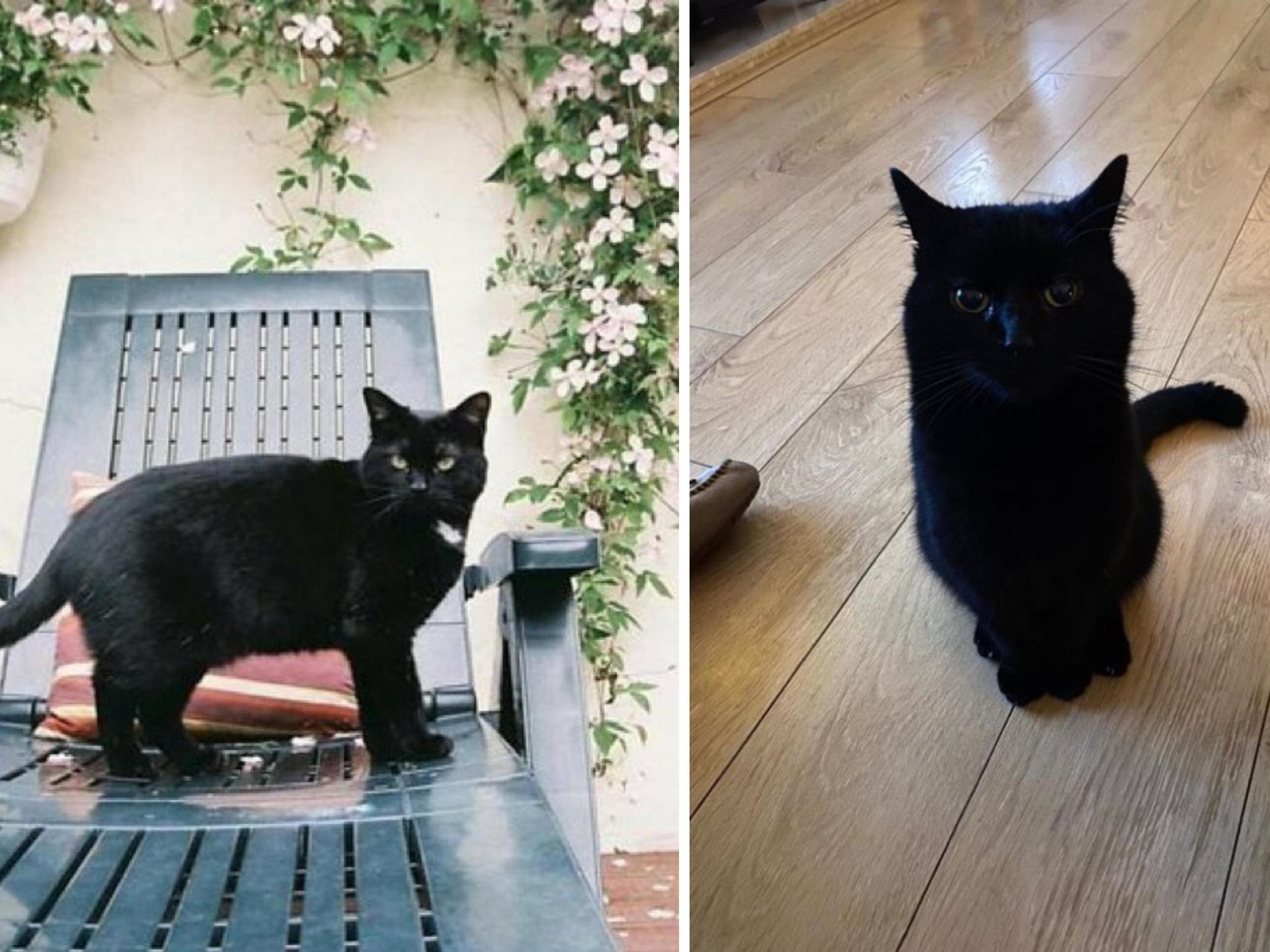 He lived in Oregon and she lived in England. A drawing of a cat brought ...