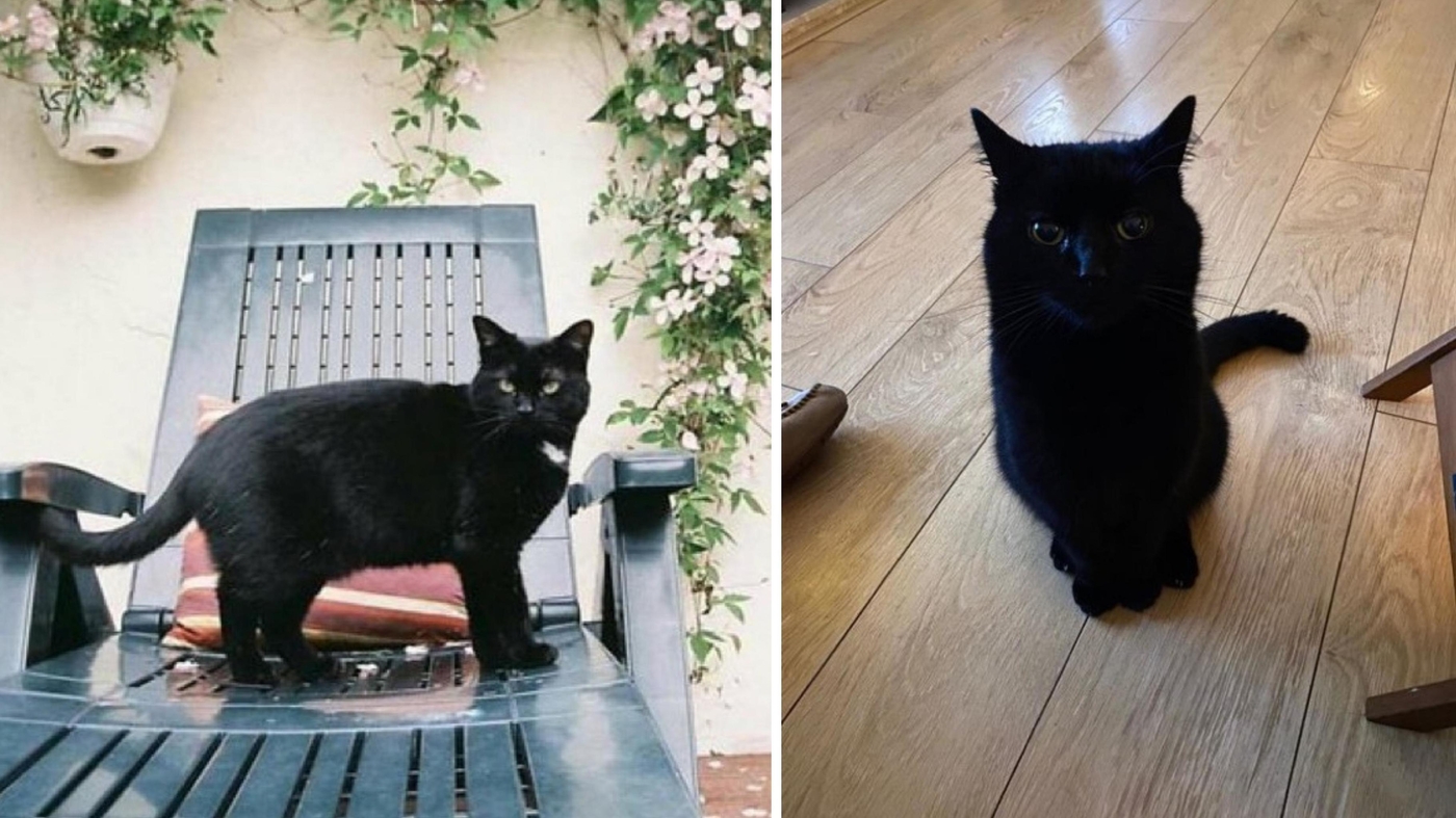 Popular Twitter artist and pair of cats helped bring couple together : NPR