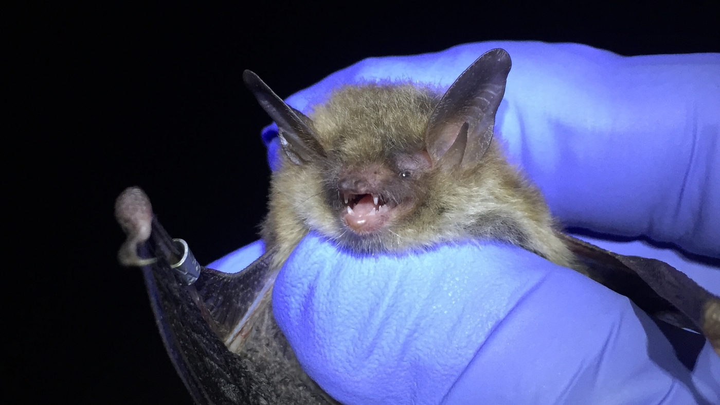 A Tale Of Two Parks And The Bats Within Them : Short Wave : NPR