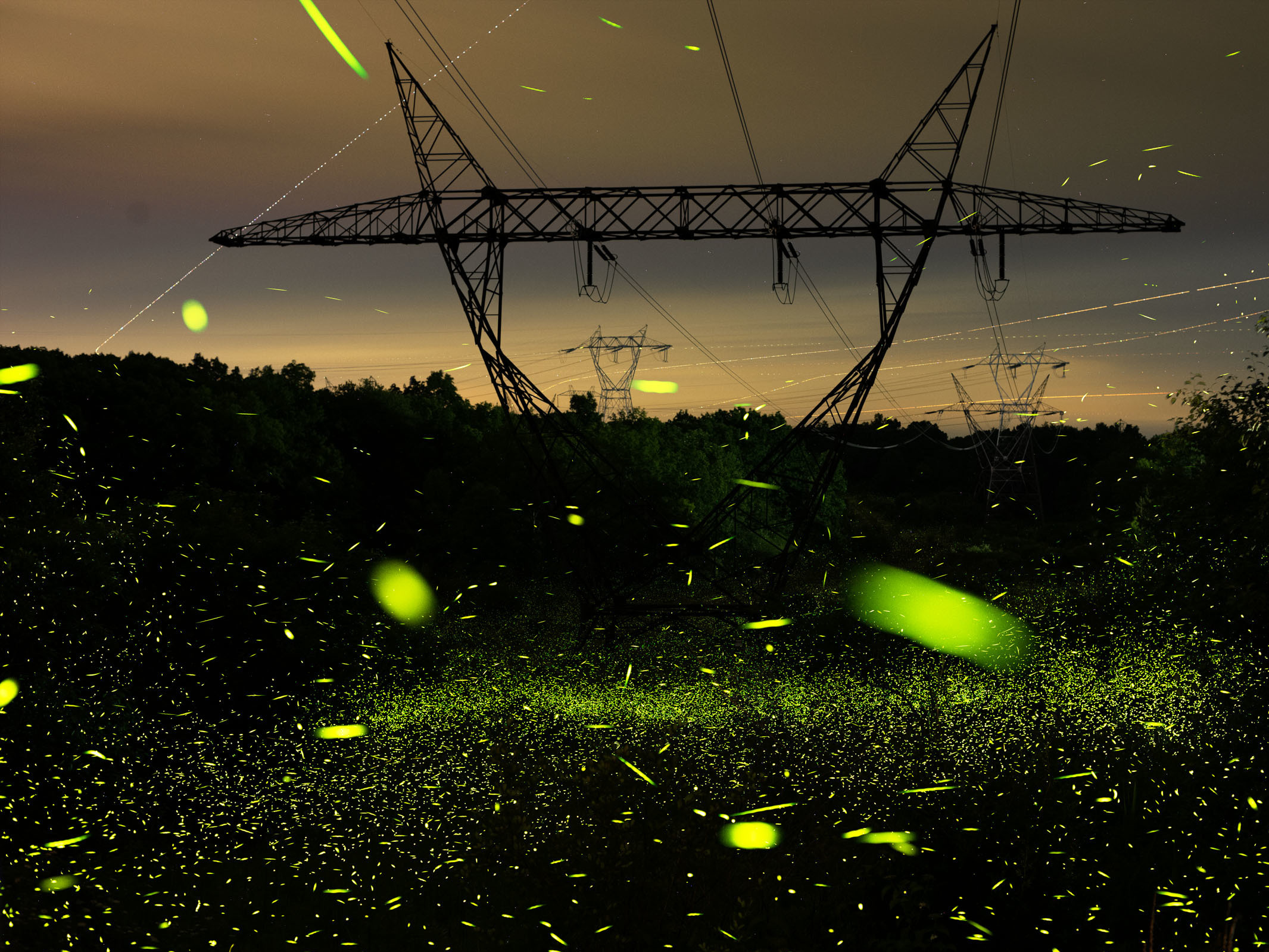 These photos are shedding new light on how fireflies interact with the ...