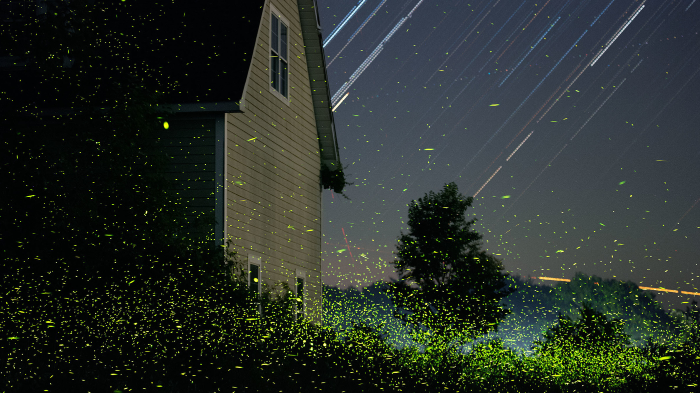These photos are shedding new light on how fireflies interact with the ...