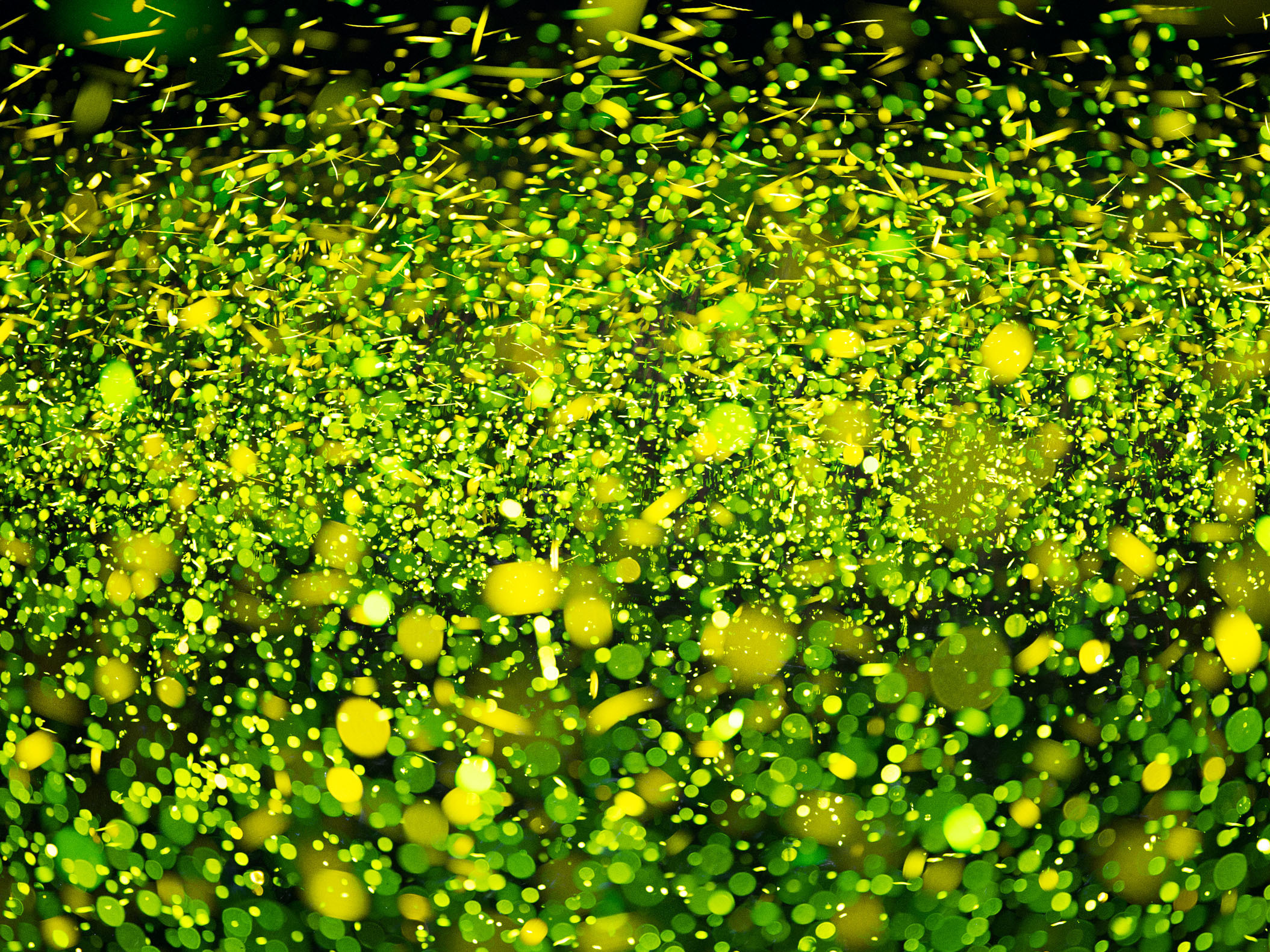 These photos are shedding new light on how fireflies interact with the ...