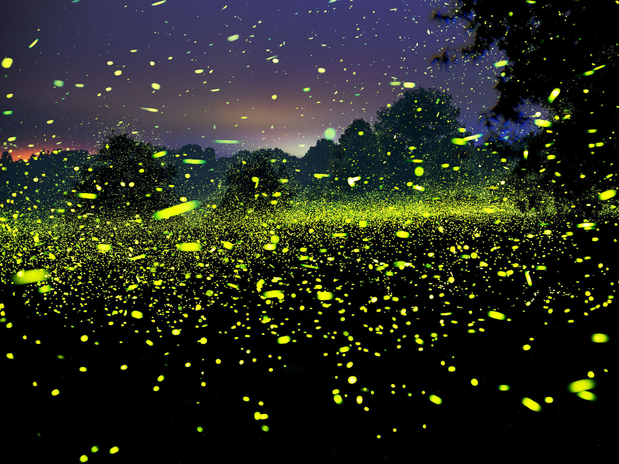 These photos are shedding new light on how fireflies interact with the ...