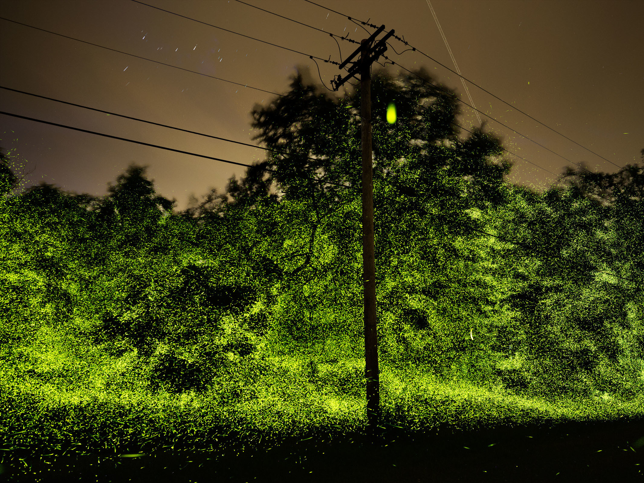 These photos are shedding new light on how fireflies interact with the ...