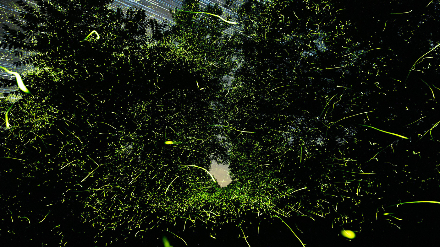 These photos are shedding new light on how fireflies interact with the ...