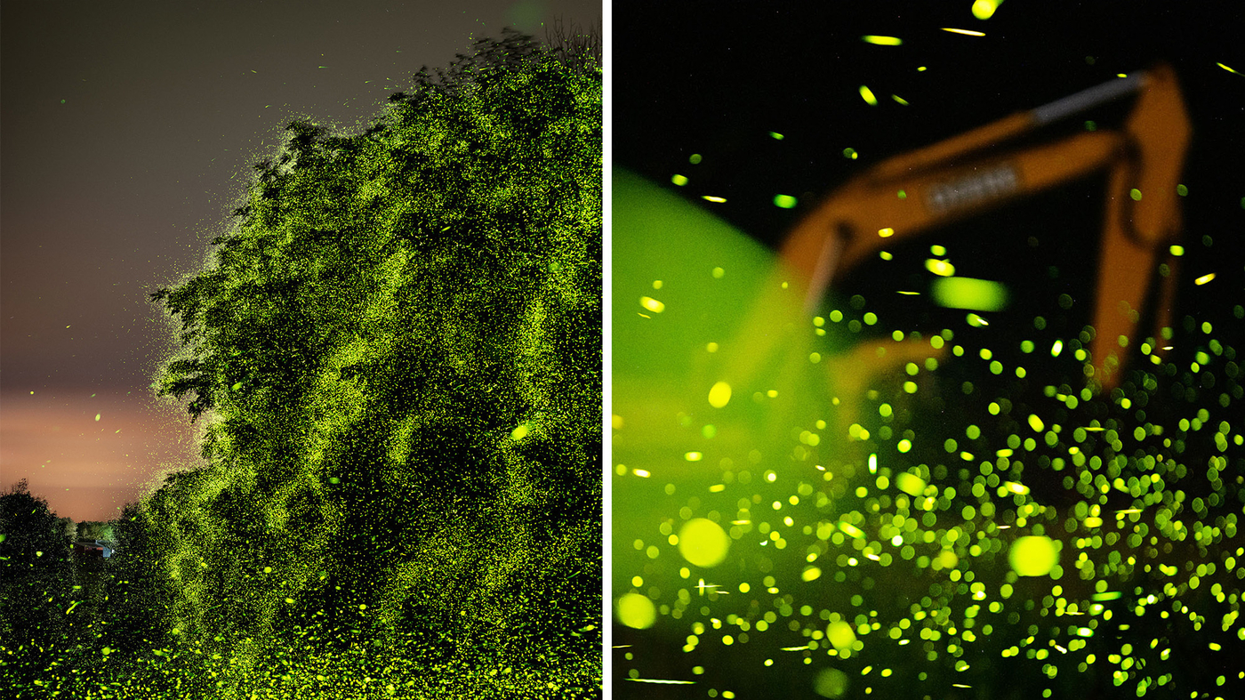 These photos are shedding new light on how fireflies interact with the ...