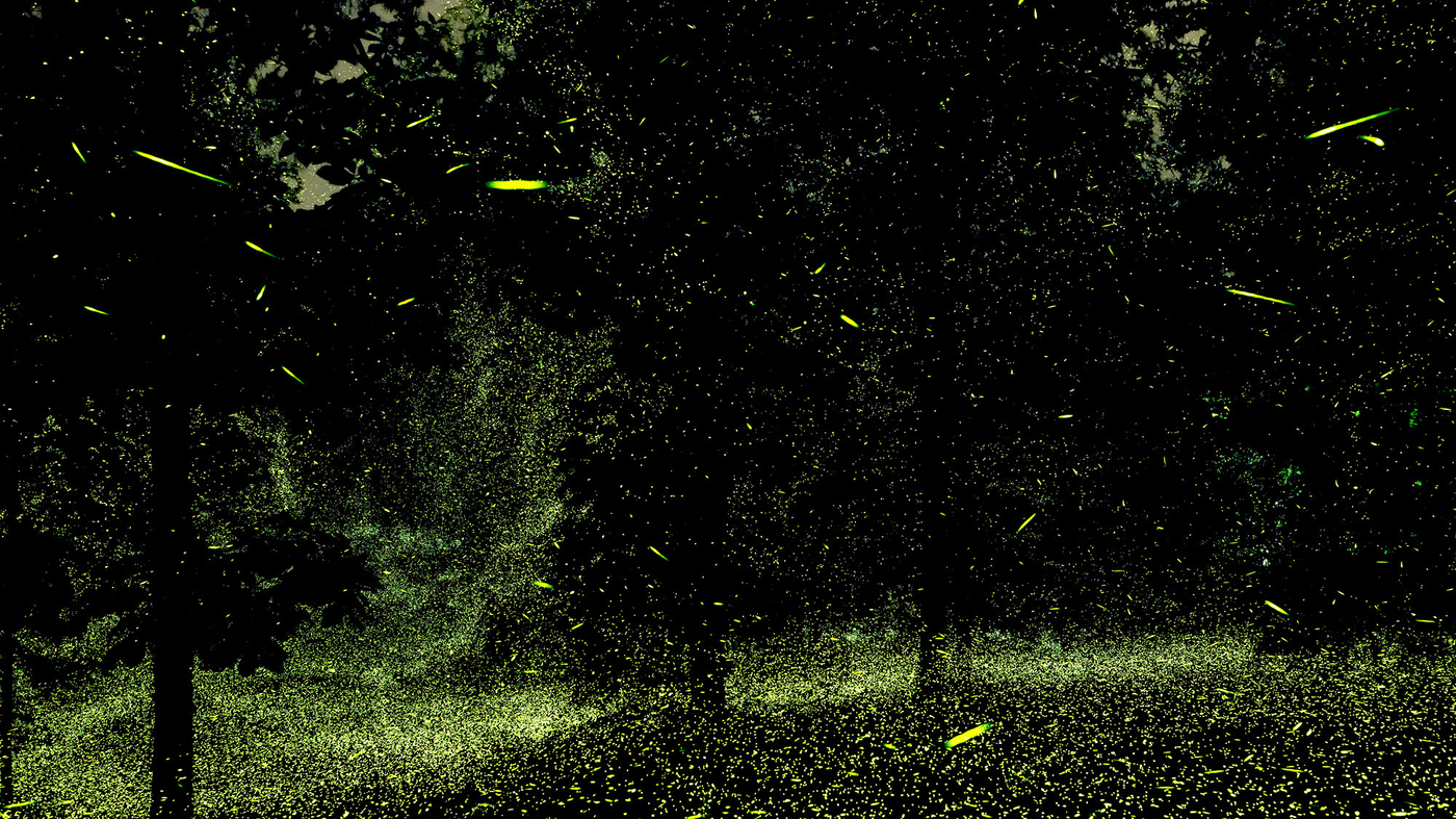 These photos are shedding new light on how fireflies interact with the ...