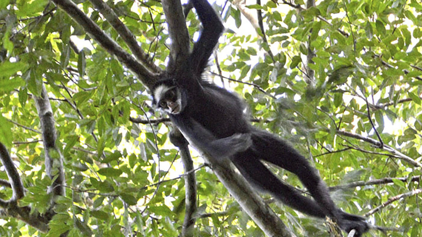 In reversal, Brazil court reopens case of rainforest park : NPR