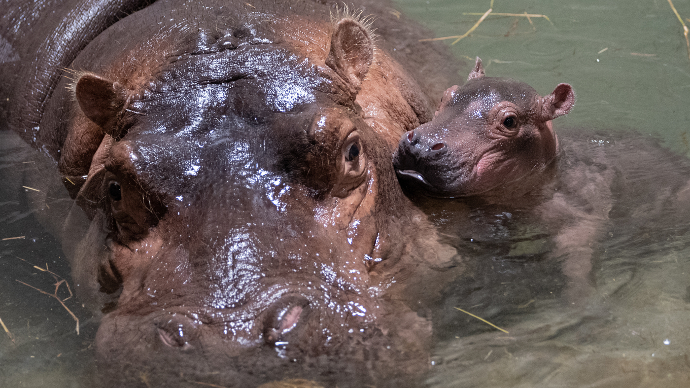 Fiona the hippo's little brother has a name after a worldwide contest : NPR