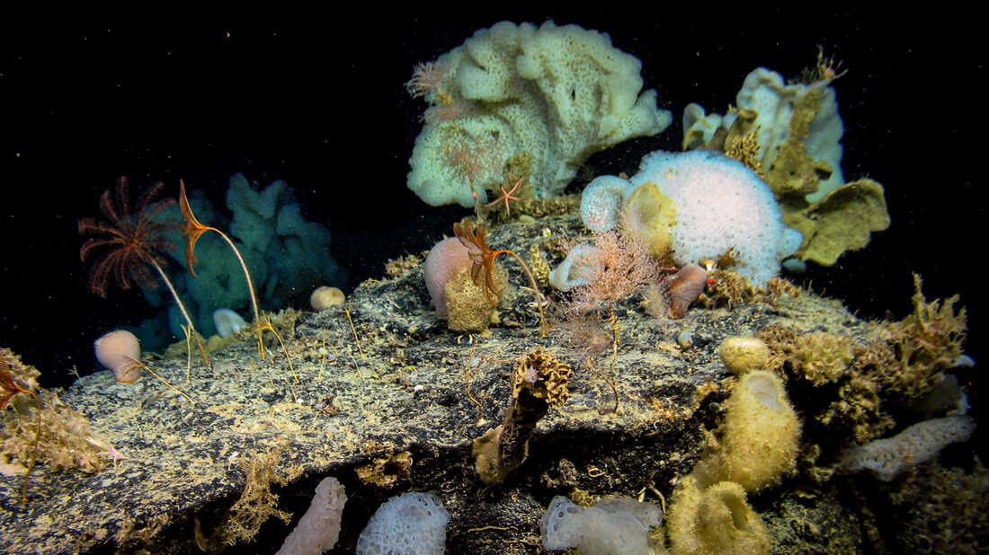 Searching The Ocean's Depths For Future Medicines : Short Wave : NPR