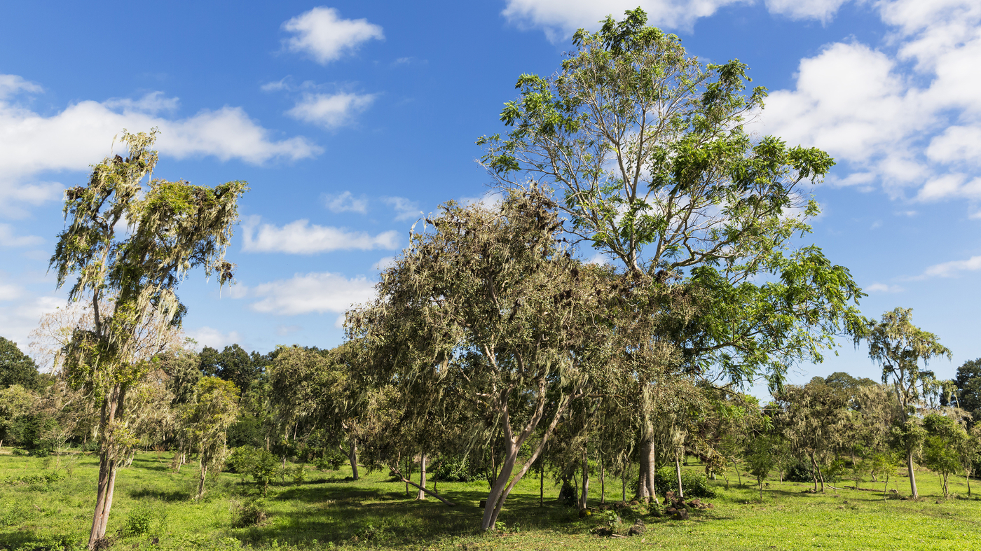 Sap from this tree will give you blisters, eating the apple-like fruit ...
