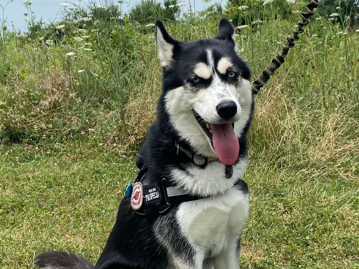 It's National Dog Day! Here are some adorable public media pups : NPR