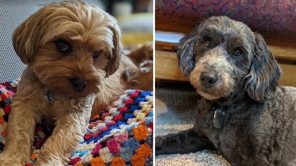 It's National Dog Day! Here are some adorable public media pups : NPR