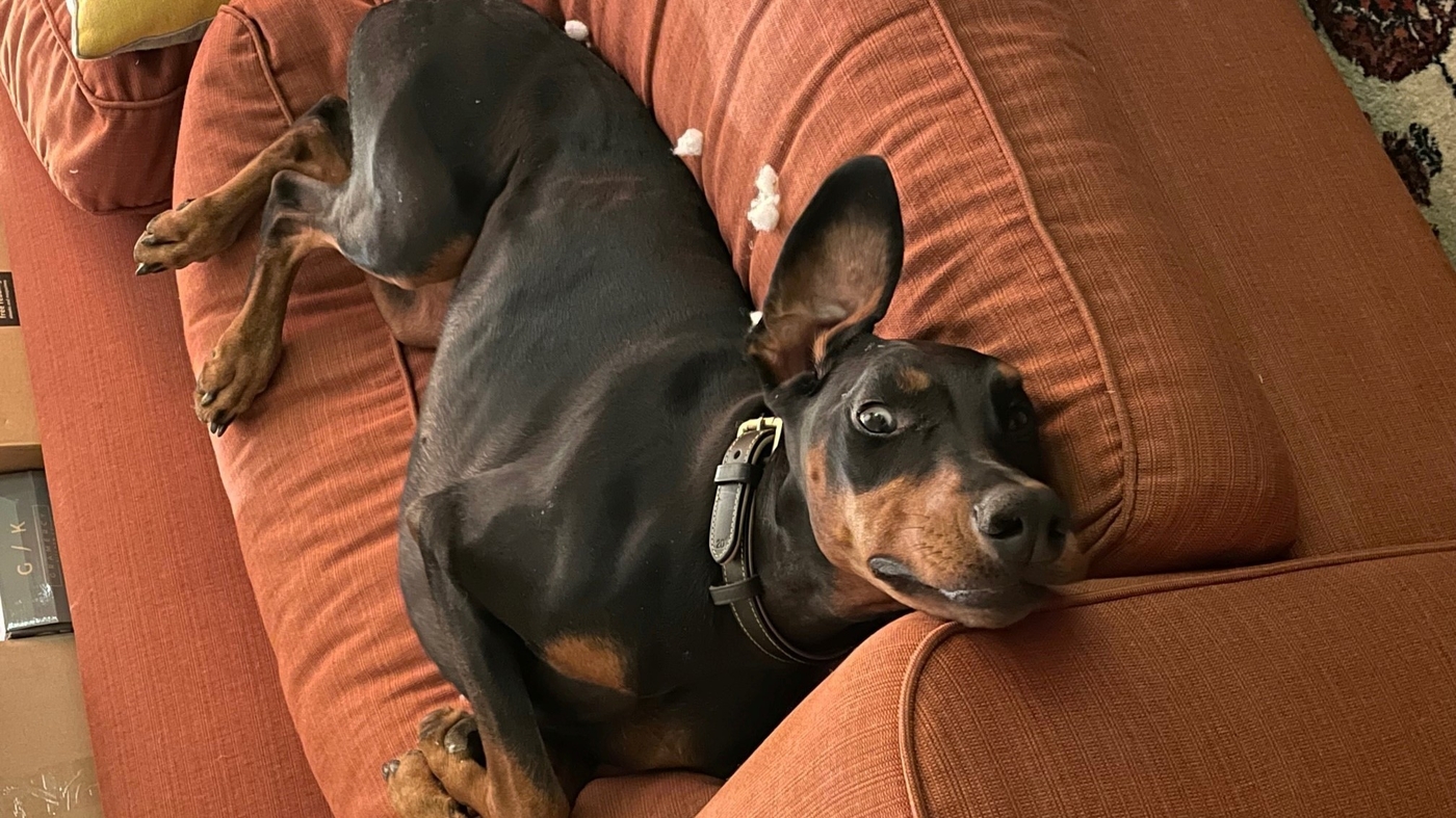 It's National Dog Day! Here are some adorable public media pups : NPR