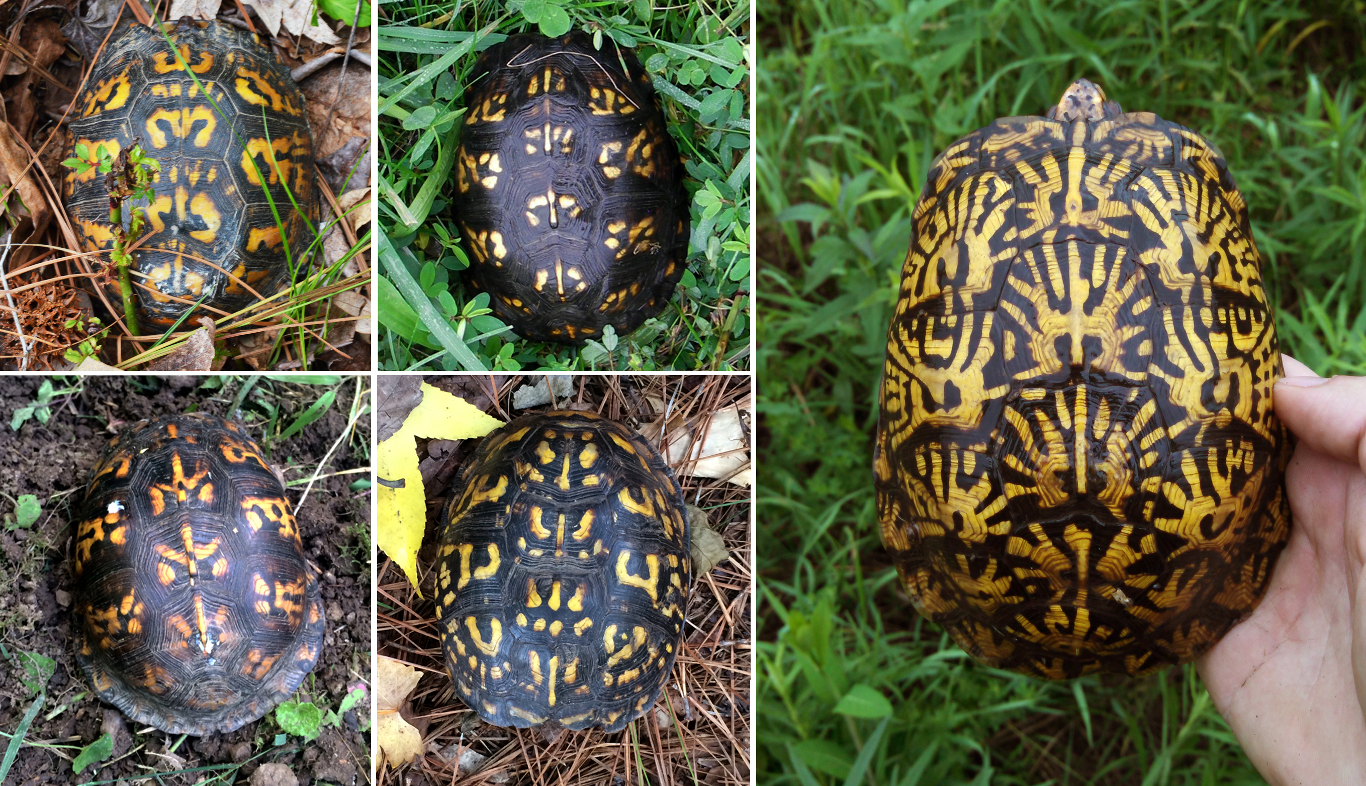 How do you save the beloved box turtle? A 100-year-long study | NCPR News