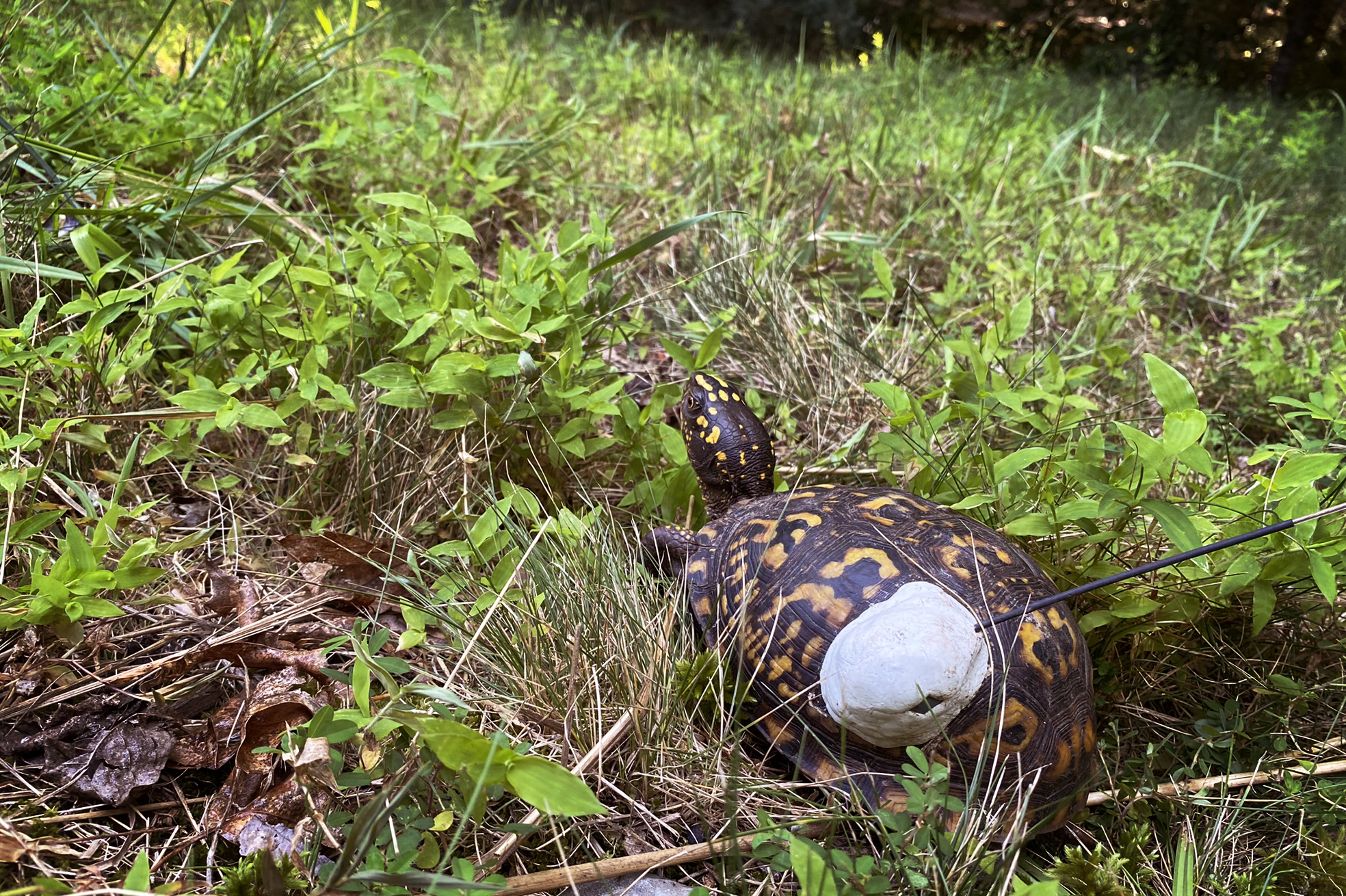 How do you save the beloved box turtle? A 100-year-long study | NCPR News