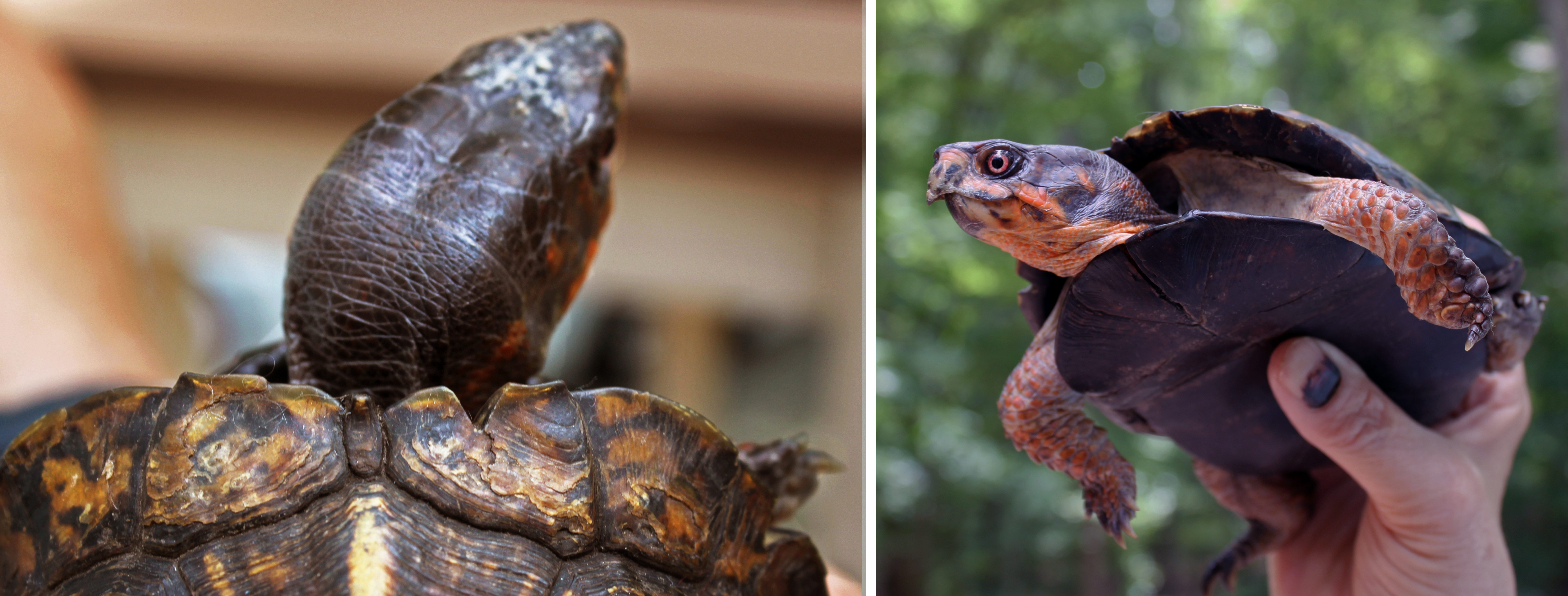 How do you save the beloved box turtle? A 100-year-long study | NCPR News