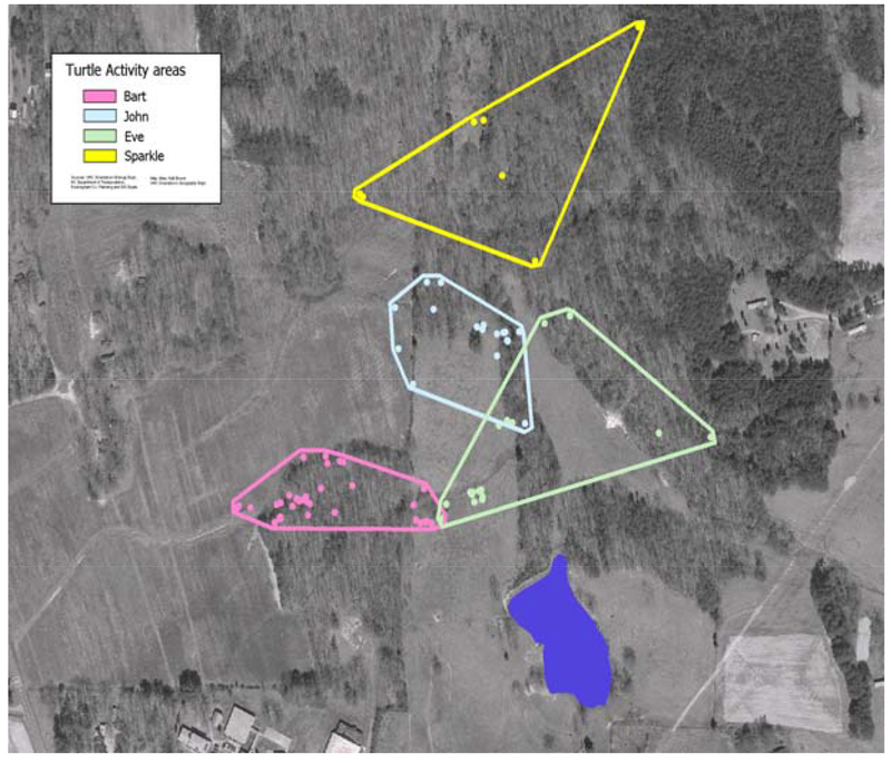 A study in North Carolina will track box turtles for 100 years : NPR