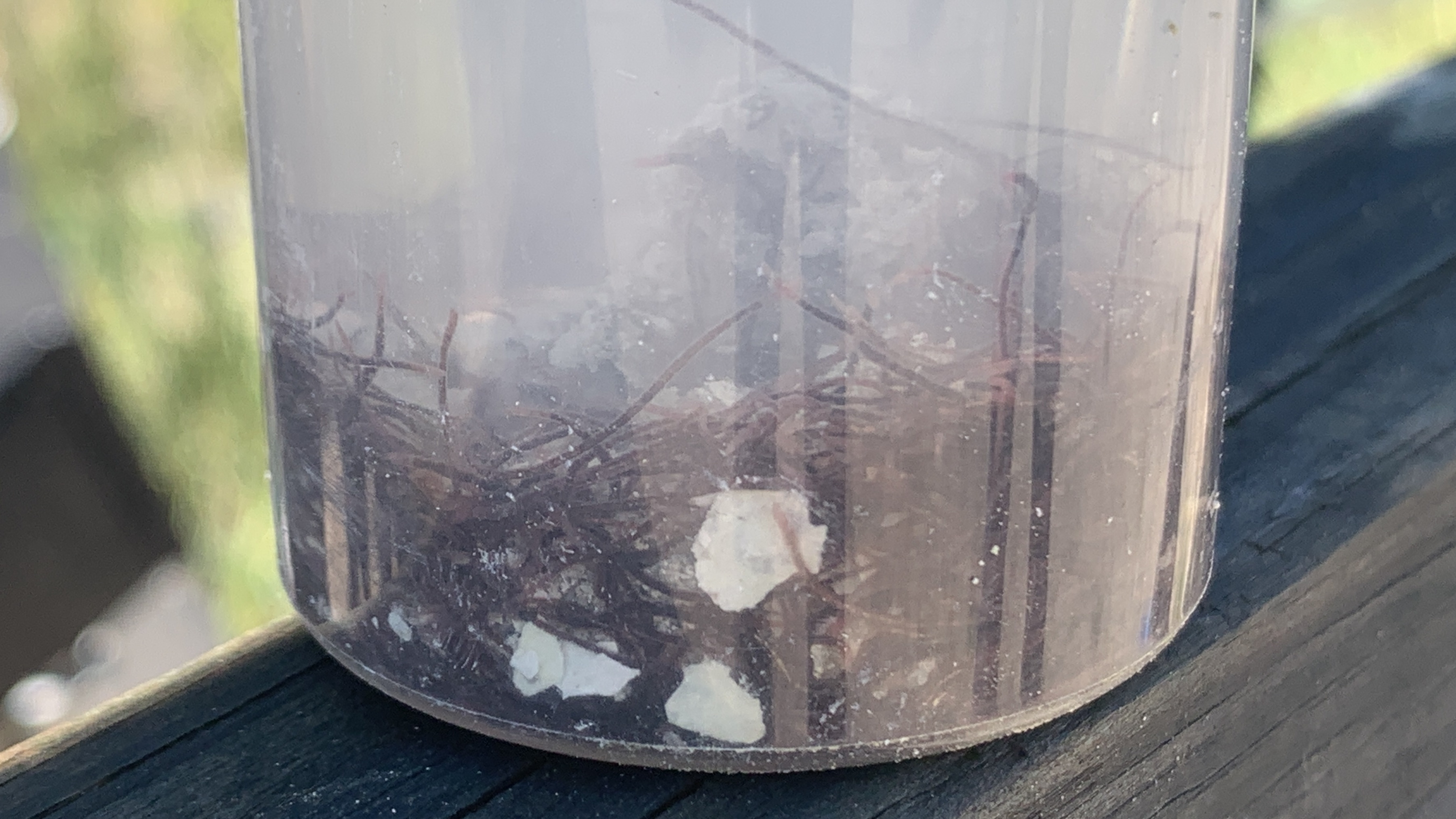 Sulphur Cave in Colorado Home To Blood-Red Worm Blobs : Short Wave : NPR