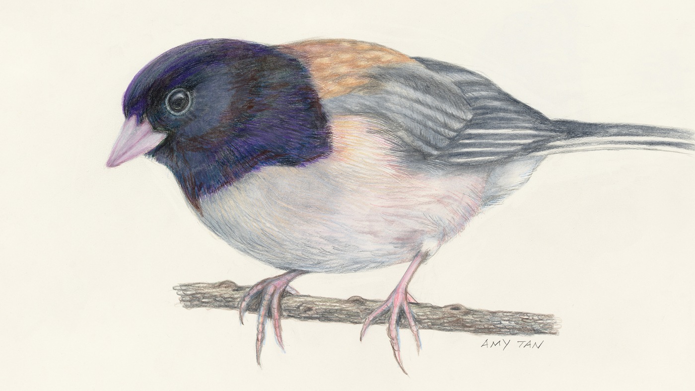 This episode is 'For The Birds' : All Songs Considered : NPR