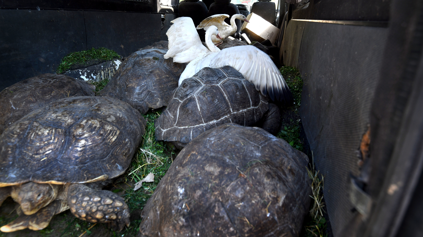 Photos: The fight to rescue animals in the Russia-Ukraine war : The ...