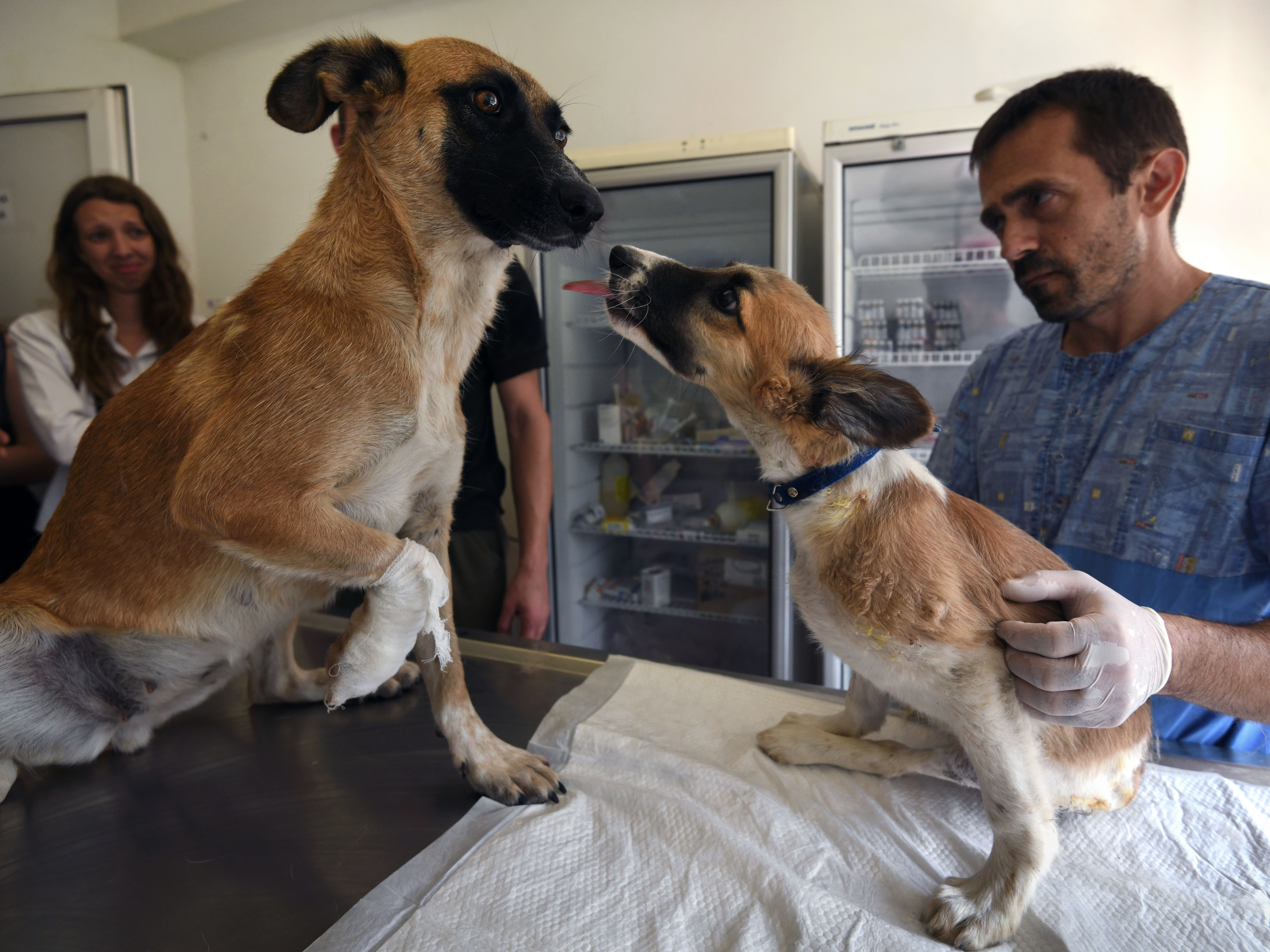 Dodging Russian bombs, these volunteers risk it all to save Ukraine's animals | NCPR News