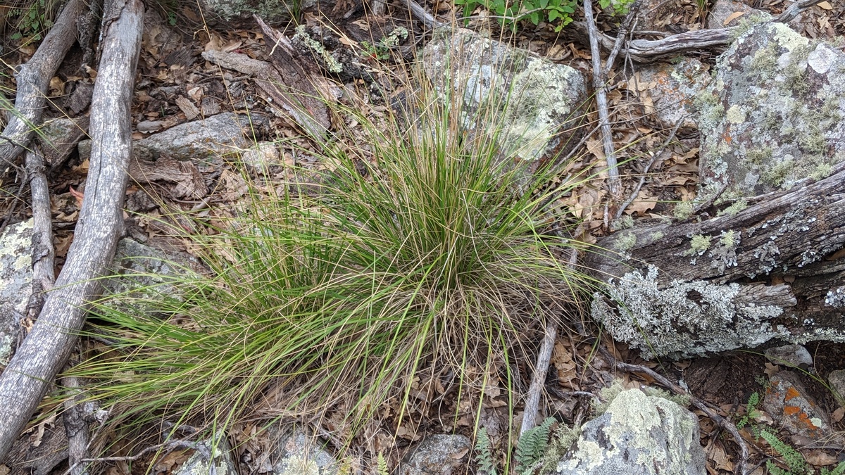The Race To Rescue The Endangered Guadalupe Fescue In Big Bend National ...