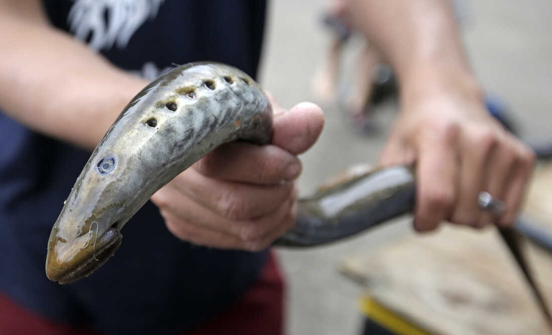 Saving The Pacific Lamprey : Short Wave : NPR