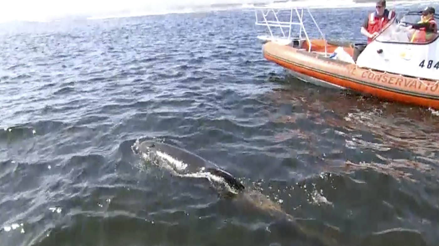 32 pilot whales have been rescued out of 230 stranded in Tasmania : NPR