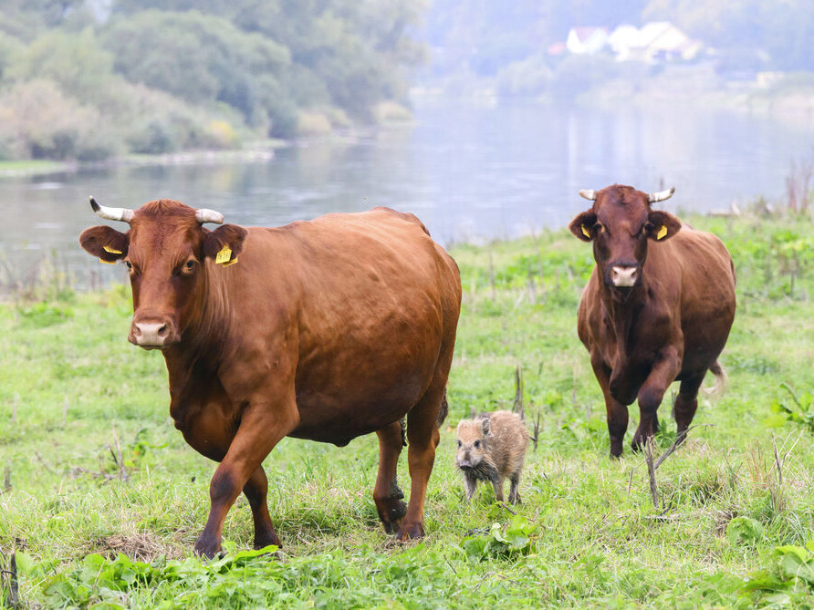 A piglet left behind by its herd finds a new family with some cattle ...