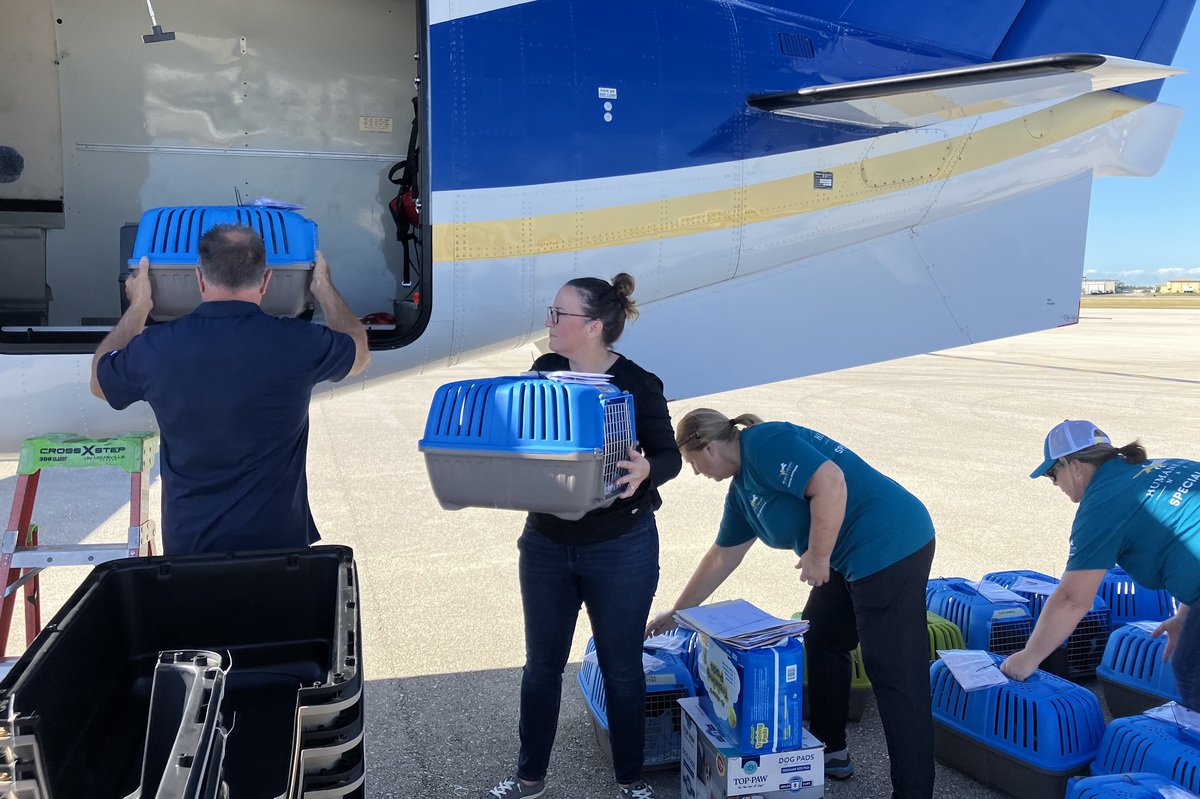 Hurricane Ian forces many Florida families to put pets up for adoption ...