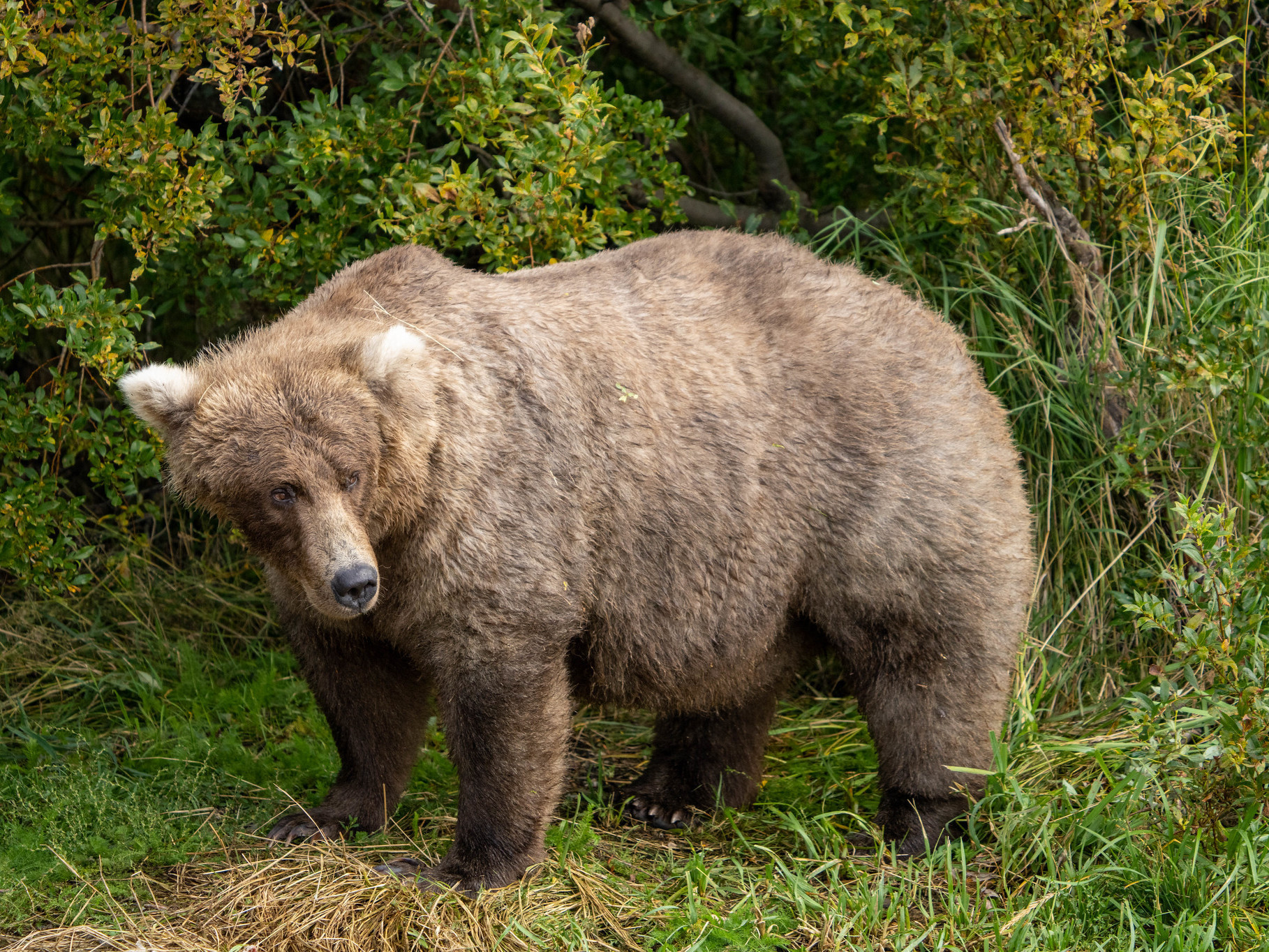 Your guide to Fat Bear Week, an election where voters actually like ...
