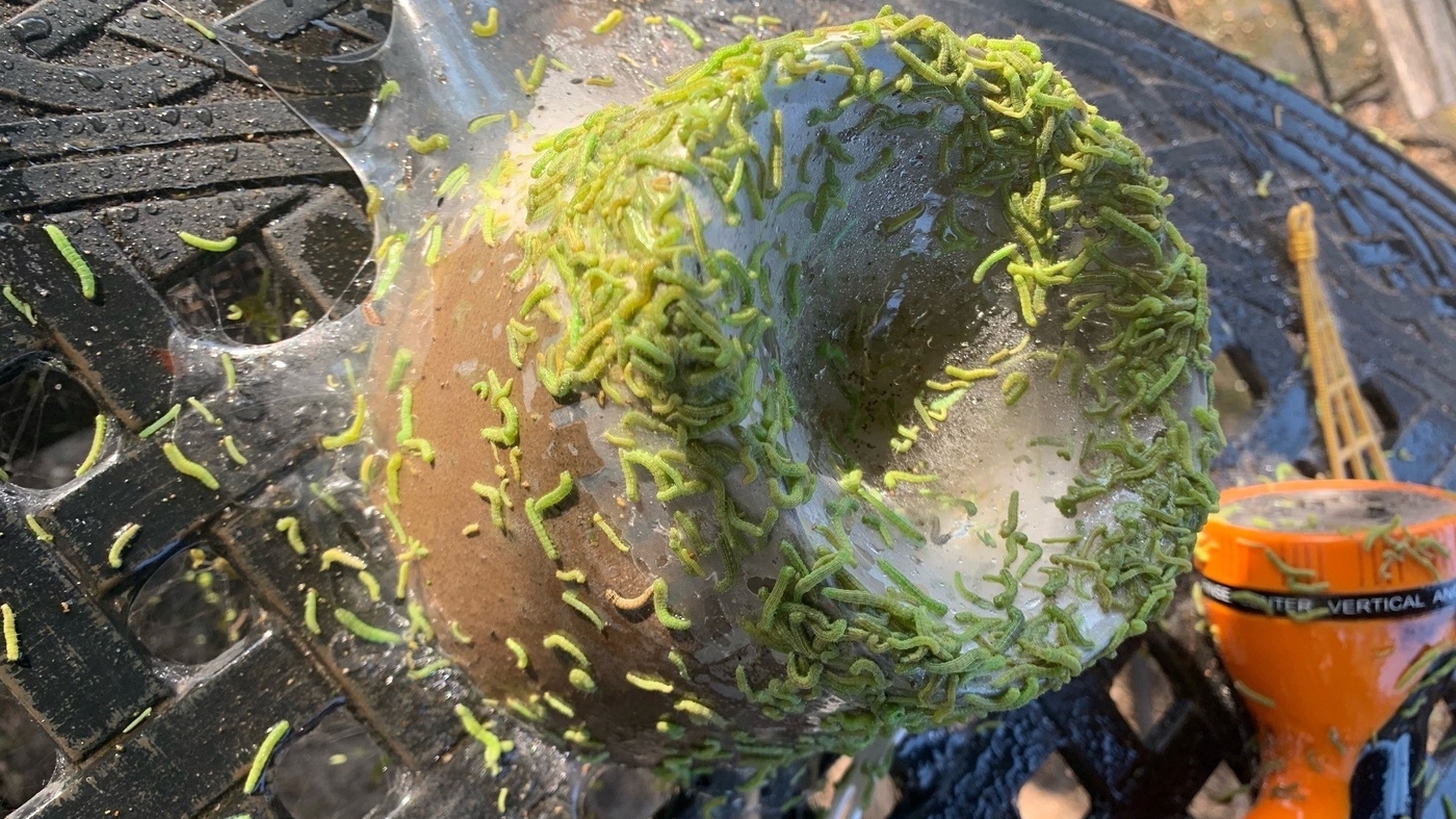 North Texas residents have an outbreak of caterpillars. It's messy : NPR