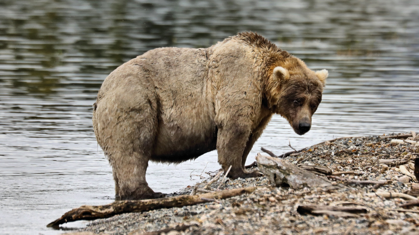 Scandal rocks Fat Bear Week, but the contestants are unperturbed : NPR