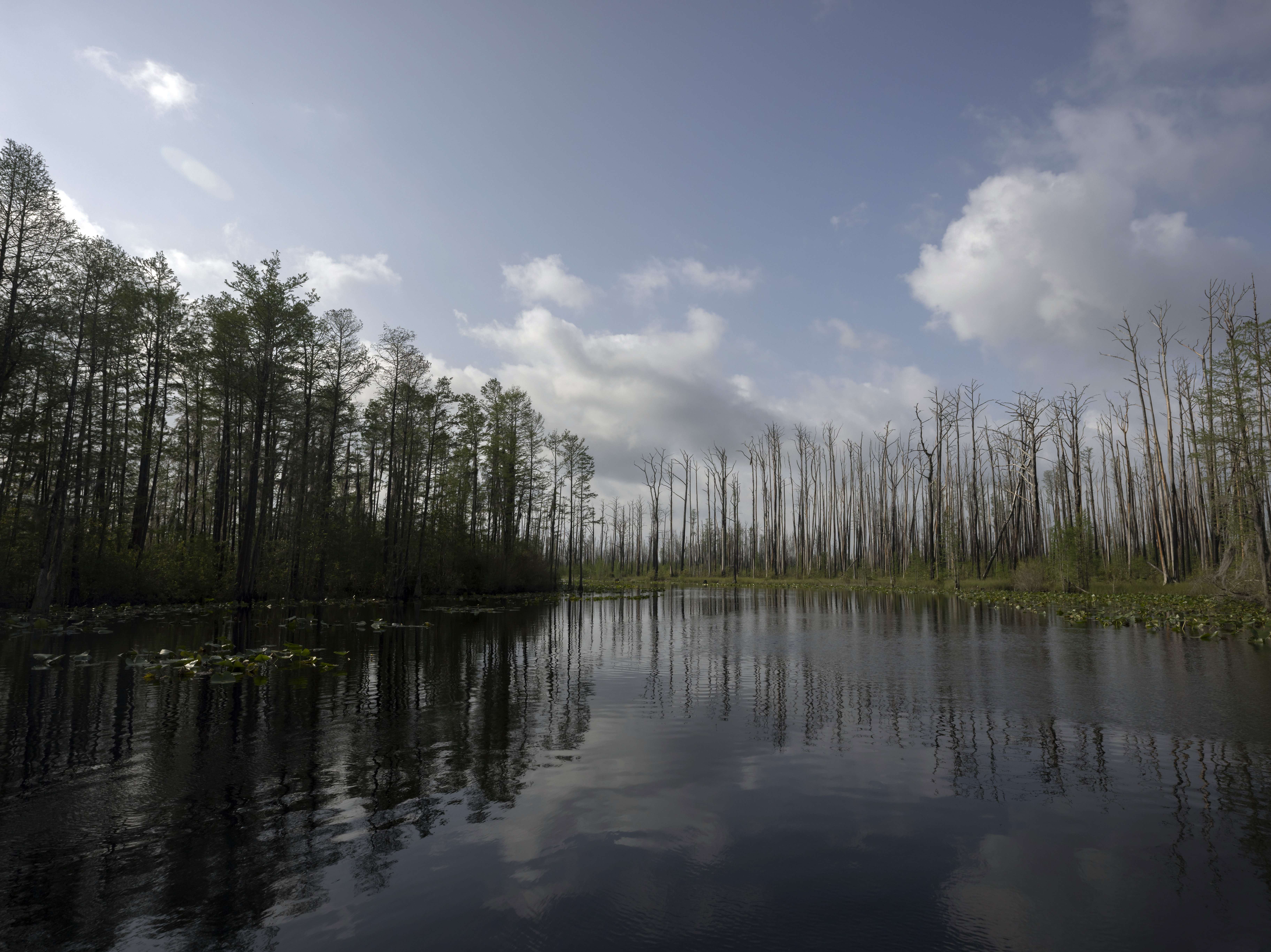 In 'Fen, Bog & Swamp,' Annie Proulx pens a history of wetland destruction | NCPR News