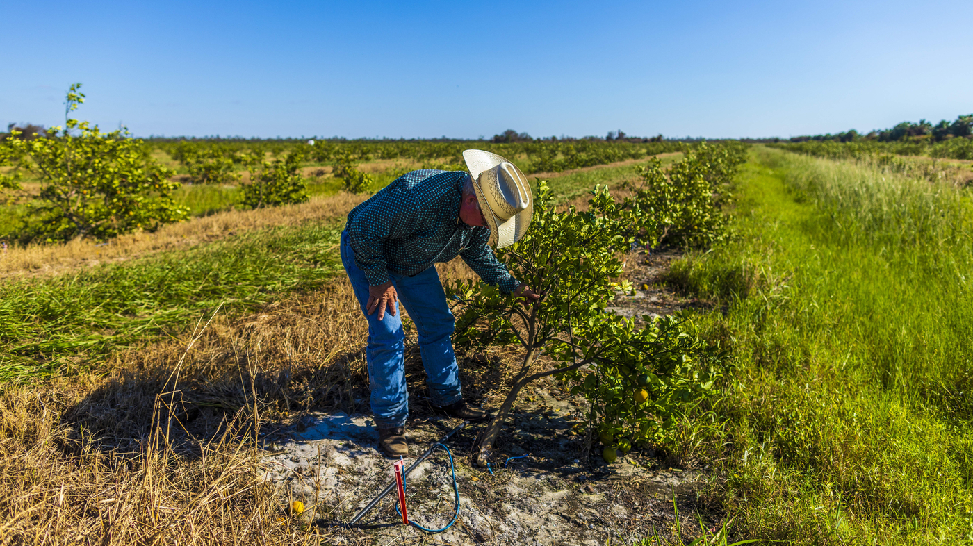 Hurricane Ian has hobbled Florida's agriculture industry : NPR