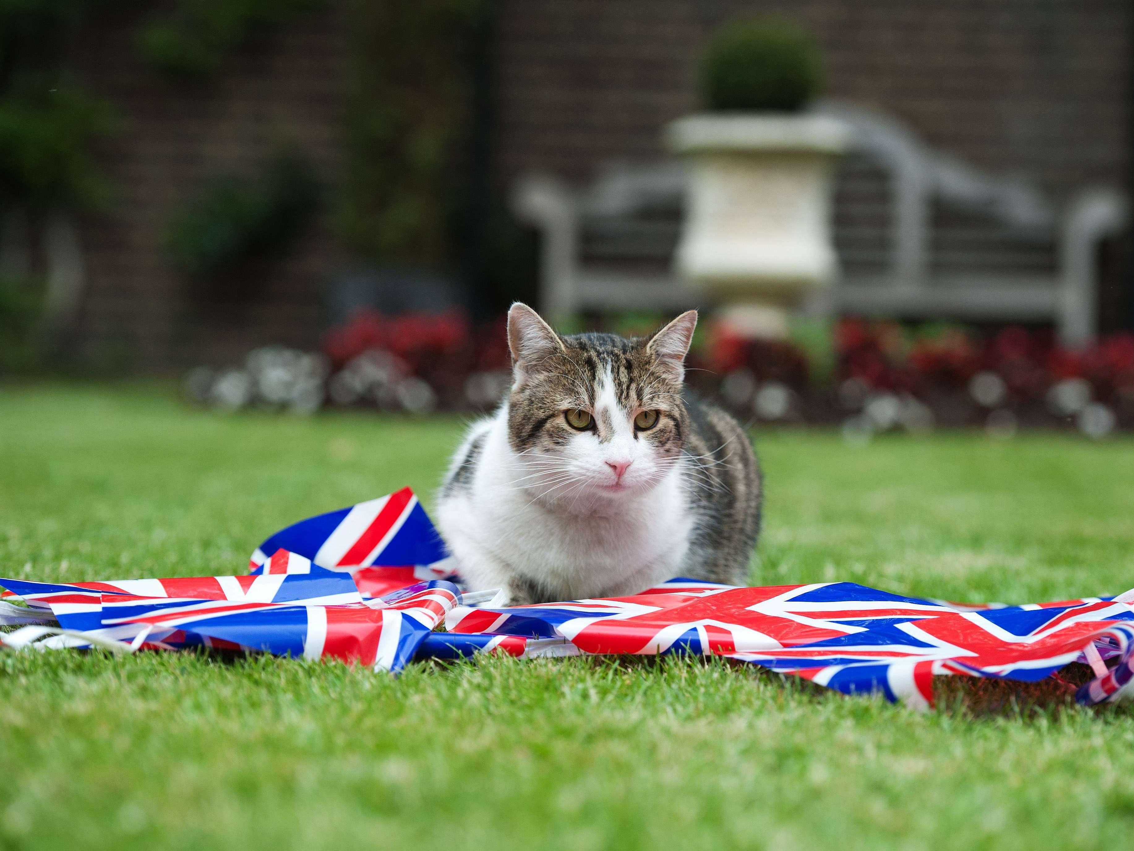 Larry the Cat outlasts fourth U.K. prime minister | NCPR News