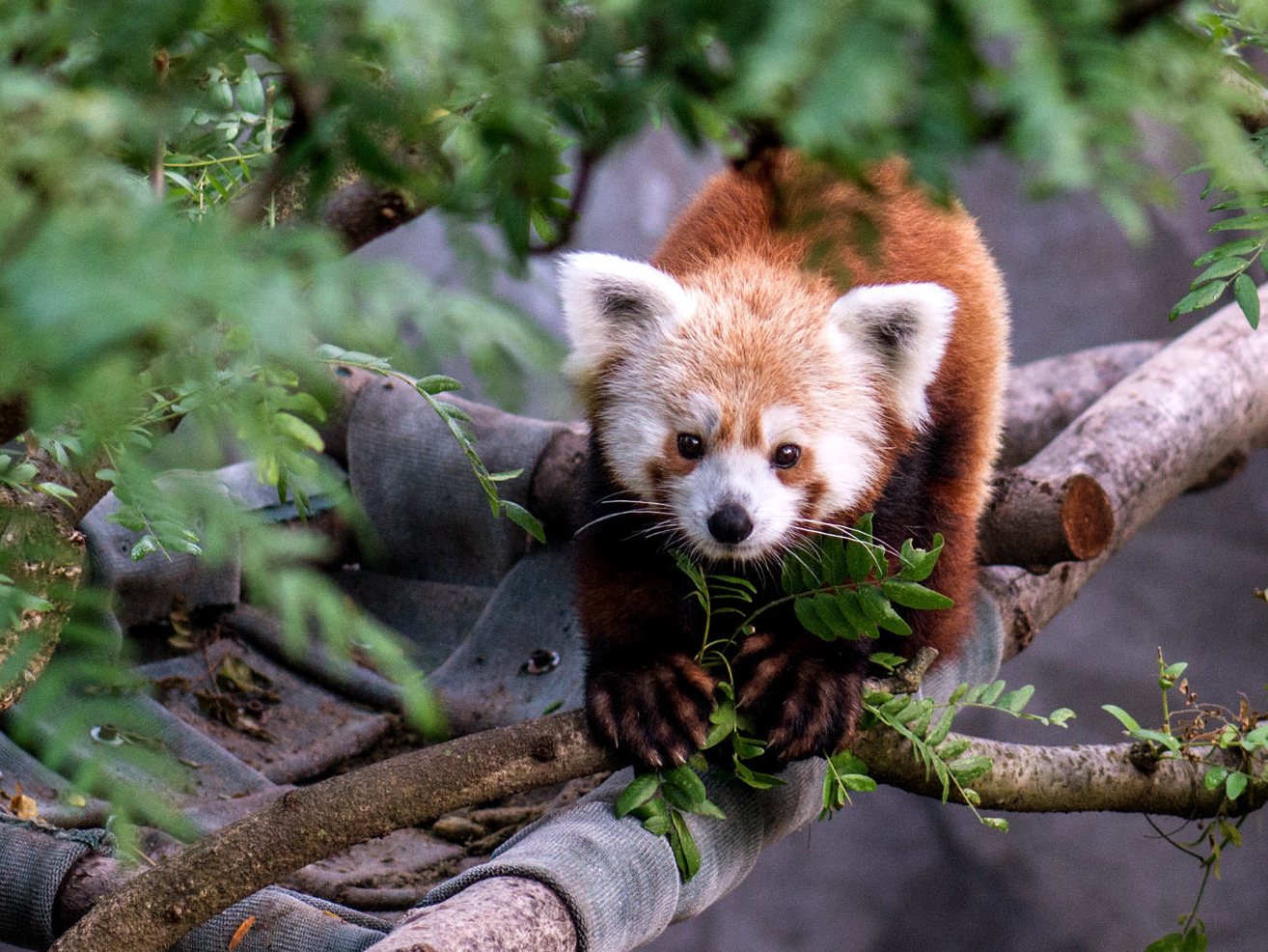 Rusty the red panda, who briefly ran free in D.C. in 2013, has ...