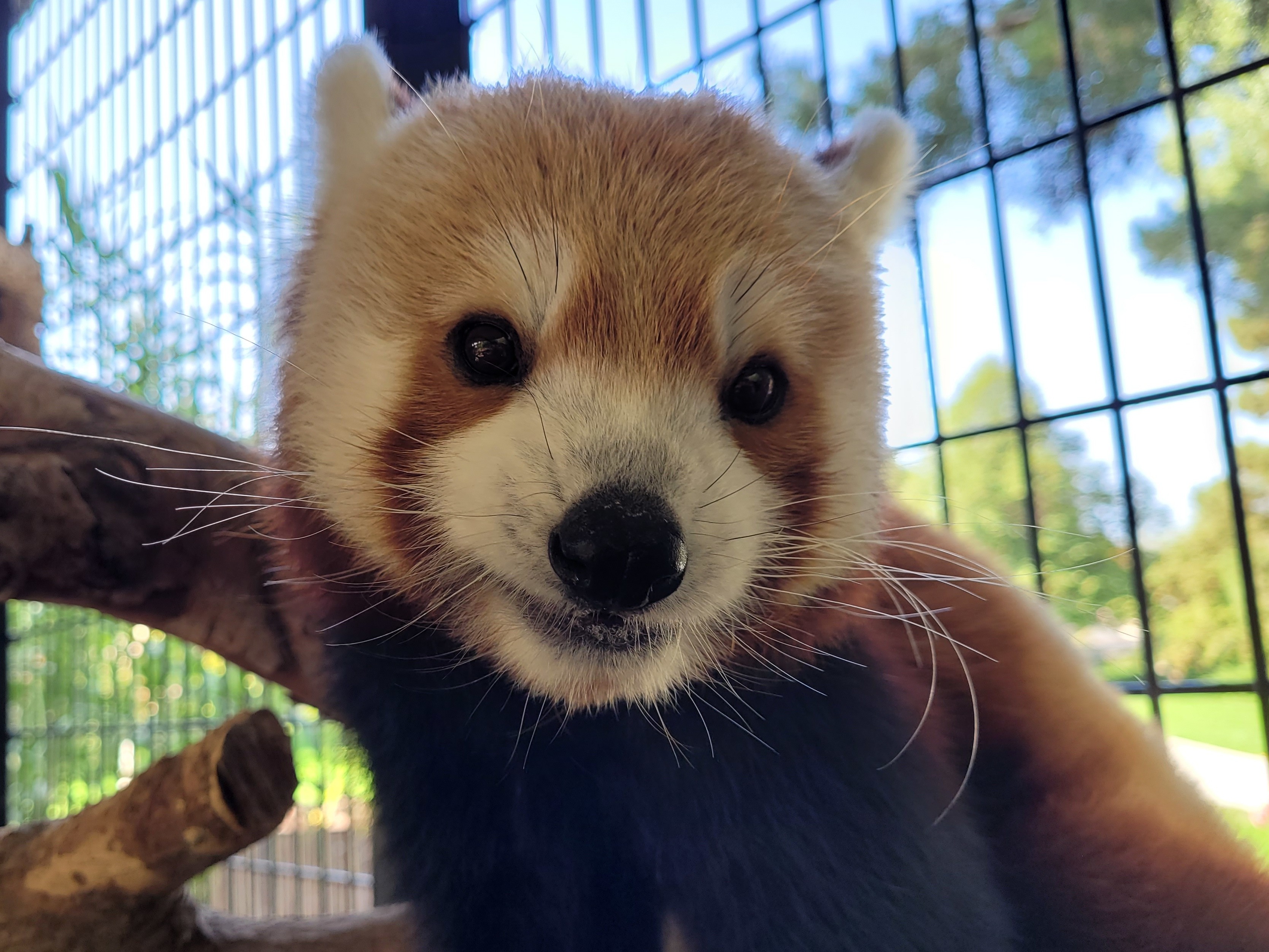 Rusty the red panda, who briefly ran free in D.C. in 2013, has ...