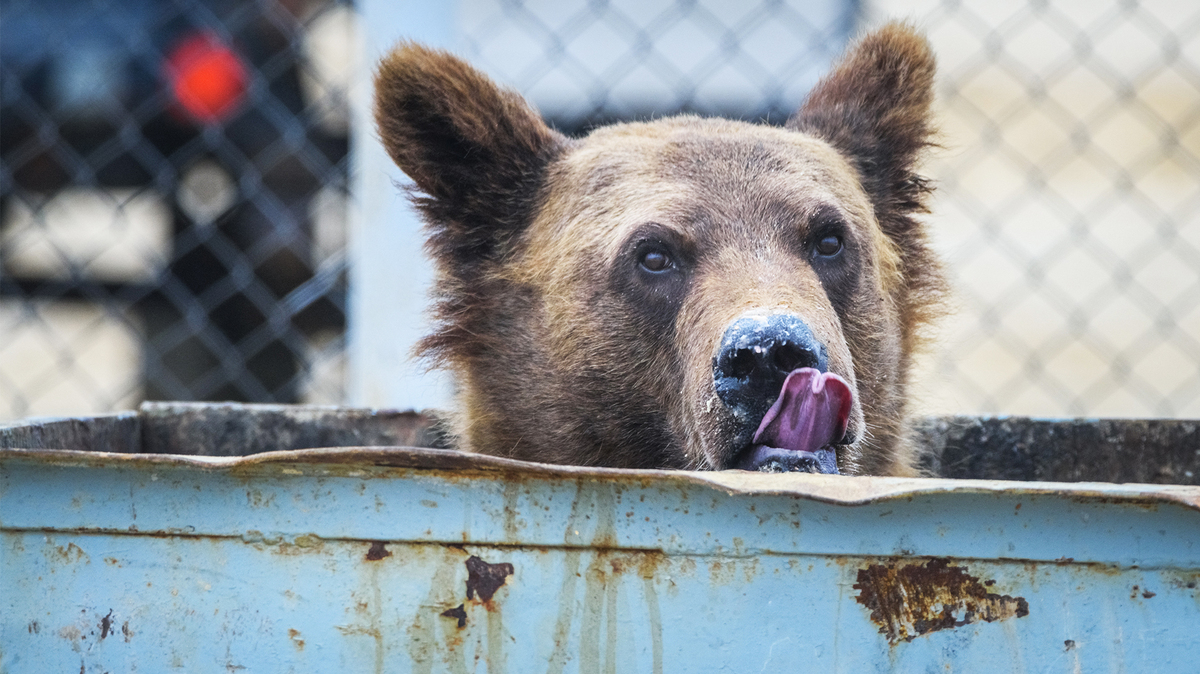 Animals who help solve — or perpetrate — crimes in the wild : TED Radio ...