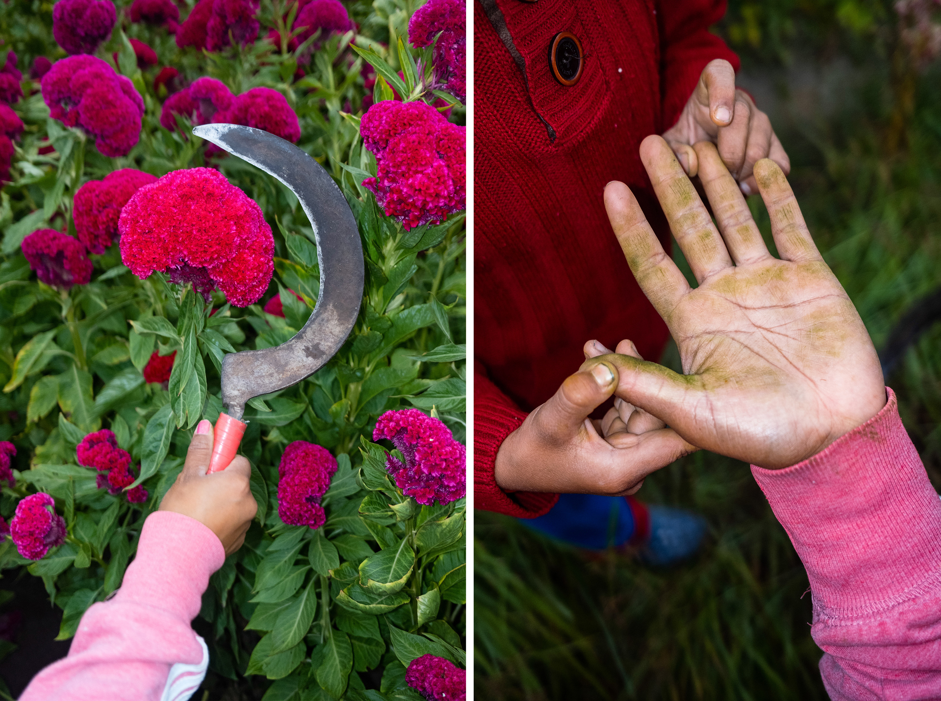 Meet the families harvesting the flowers that guide souls home on the ...