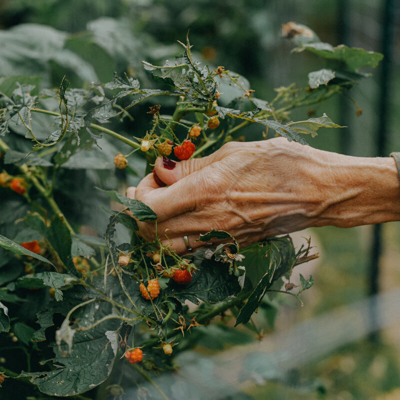Wild Tomato Plants
